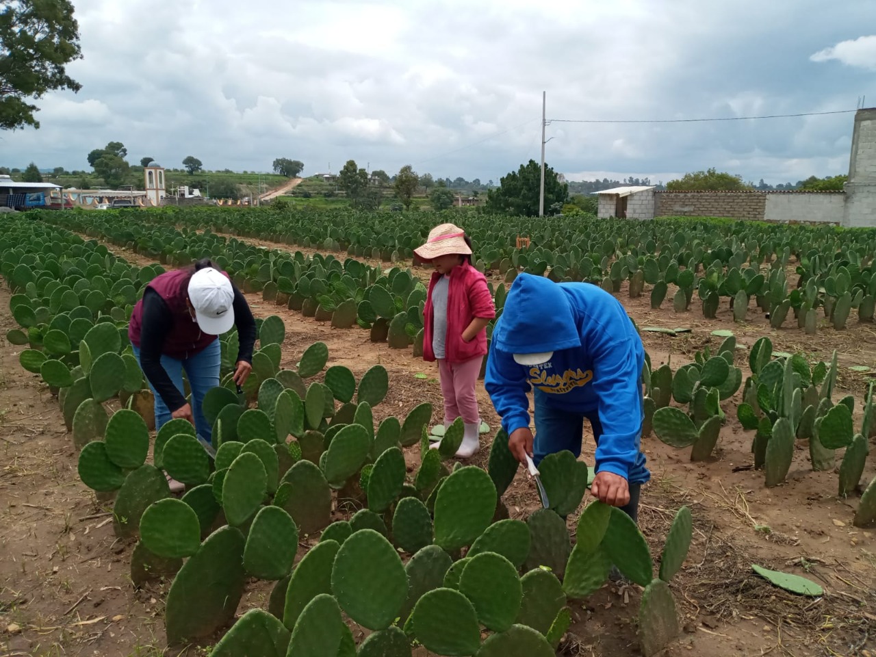 PRESENTA SIA TRES CONVOCATORIAS EN EL MARCO DEL DÍA DEL NOPAL Y LA TUNA ...